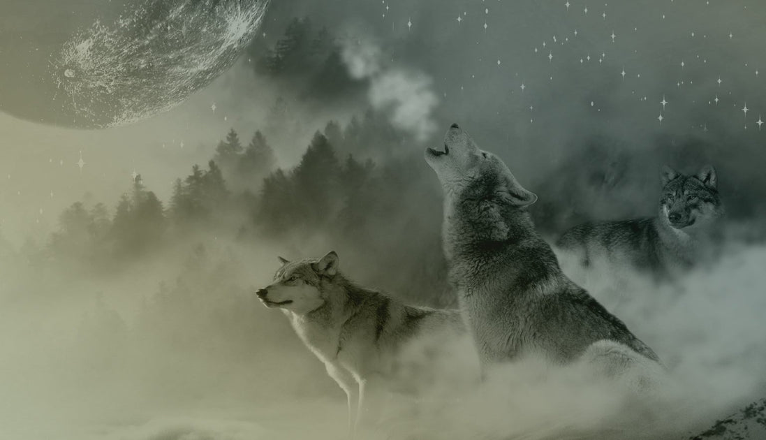 Episode 13 – Lori Schmidt – Wolf Expert and the Wolf Curator at the In ...